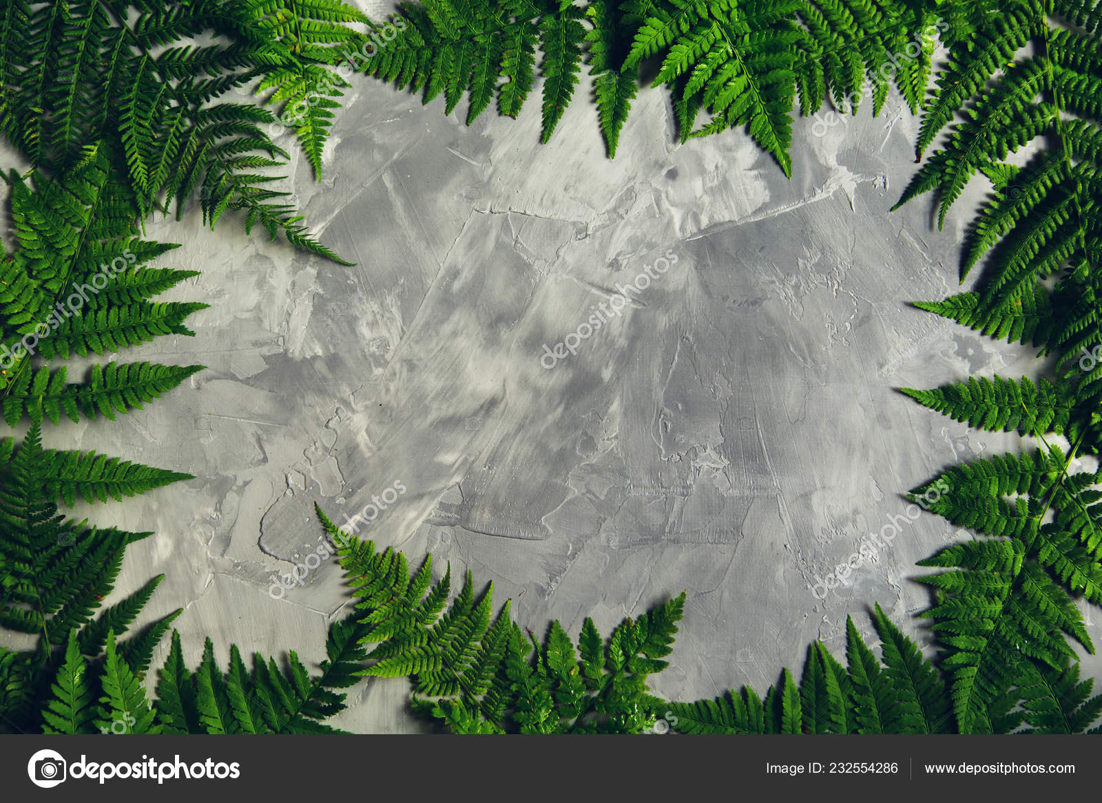 Gray Background Frame Fern Leaves Natural Botanical Background — Stock ...