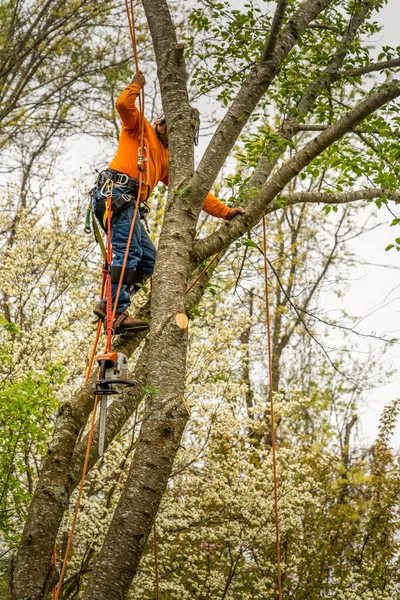 Arborist in orange shirt climbs a tree before cutting it down with a ...