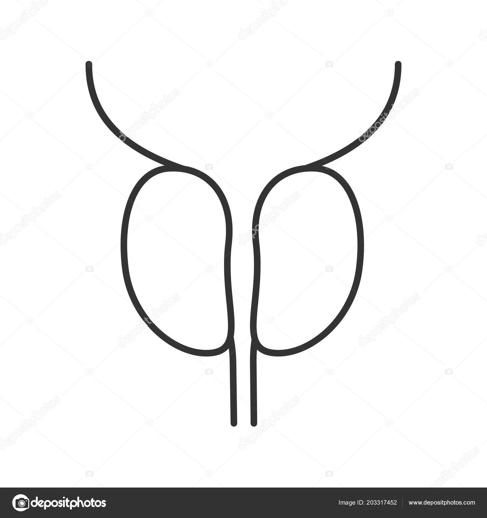 Glándula Prostática Ícono Lineal Uretra Ilustración Línea Delgada ...
