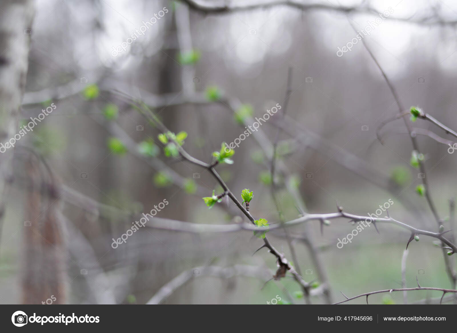 Tangle Branches Woods Spring Some Green Sprouts Selective Focus — Stock ...