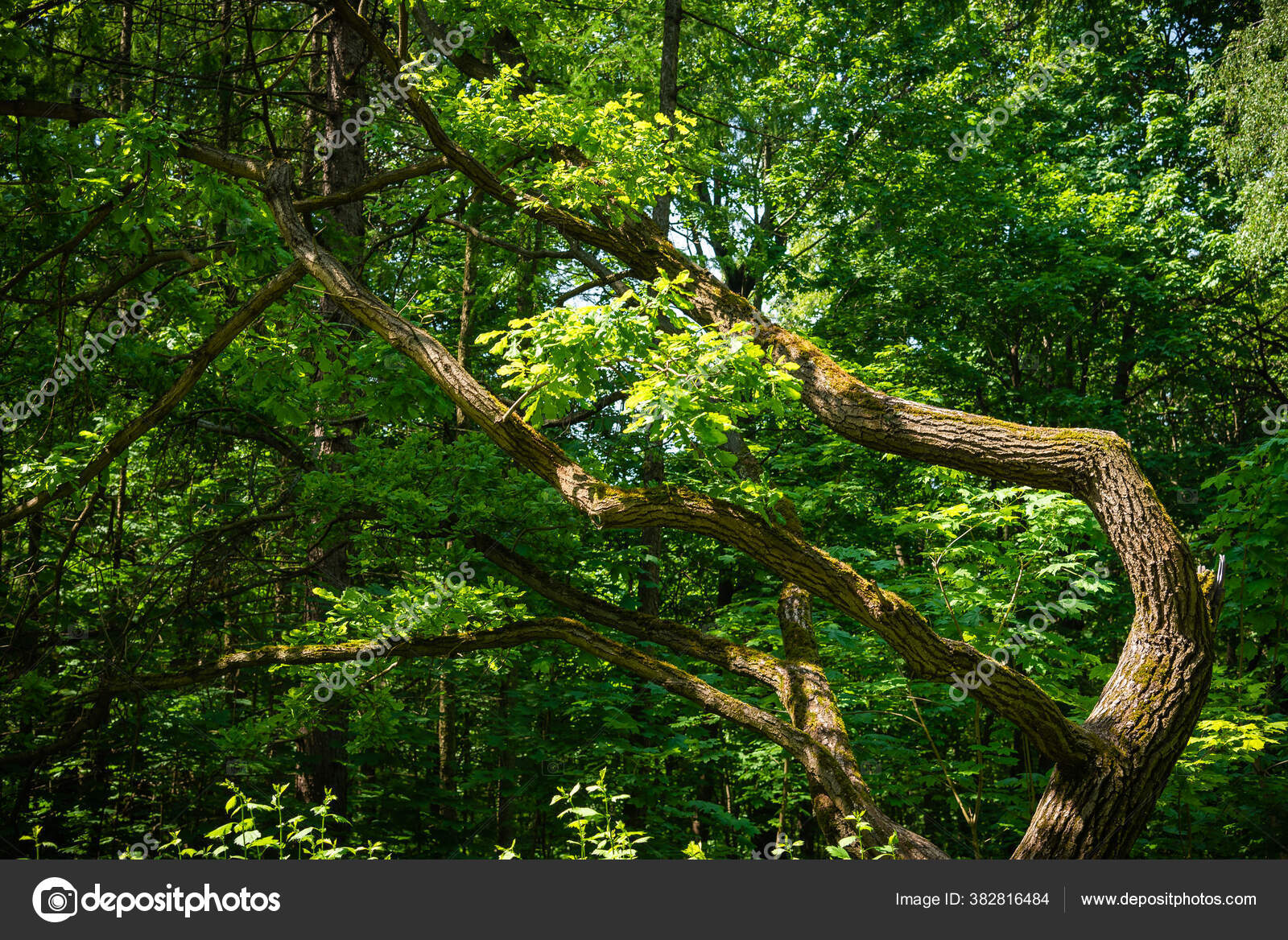 Small Oak Tree Curved Trunk Summer Woodland Forest Landscape — Stock ...