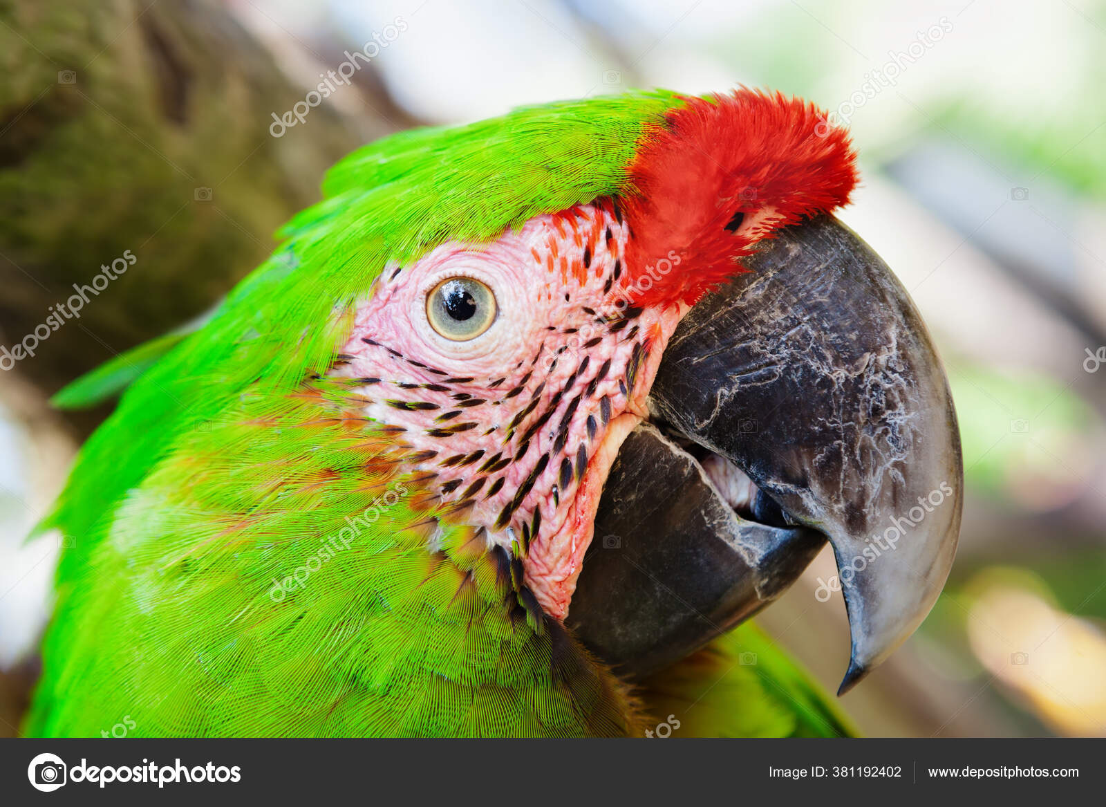 Green Macaw Parrot Side View Wild Ara Parrot Head Jungle — Stock Photo ...