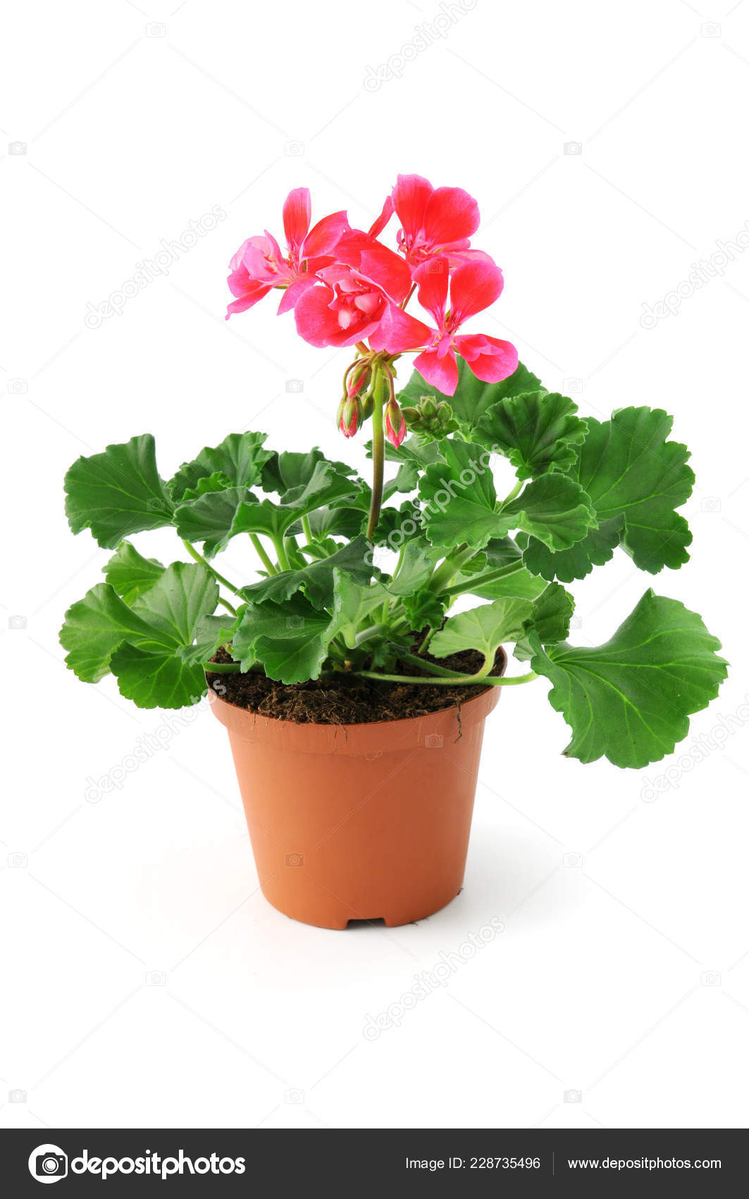 Potted Red Geraniums