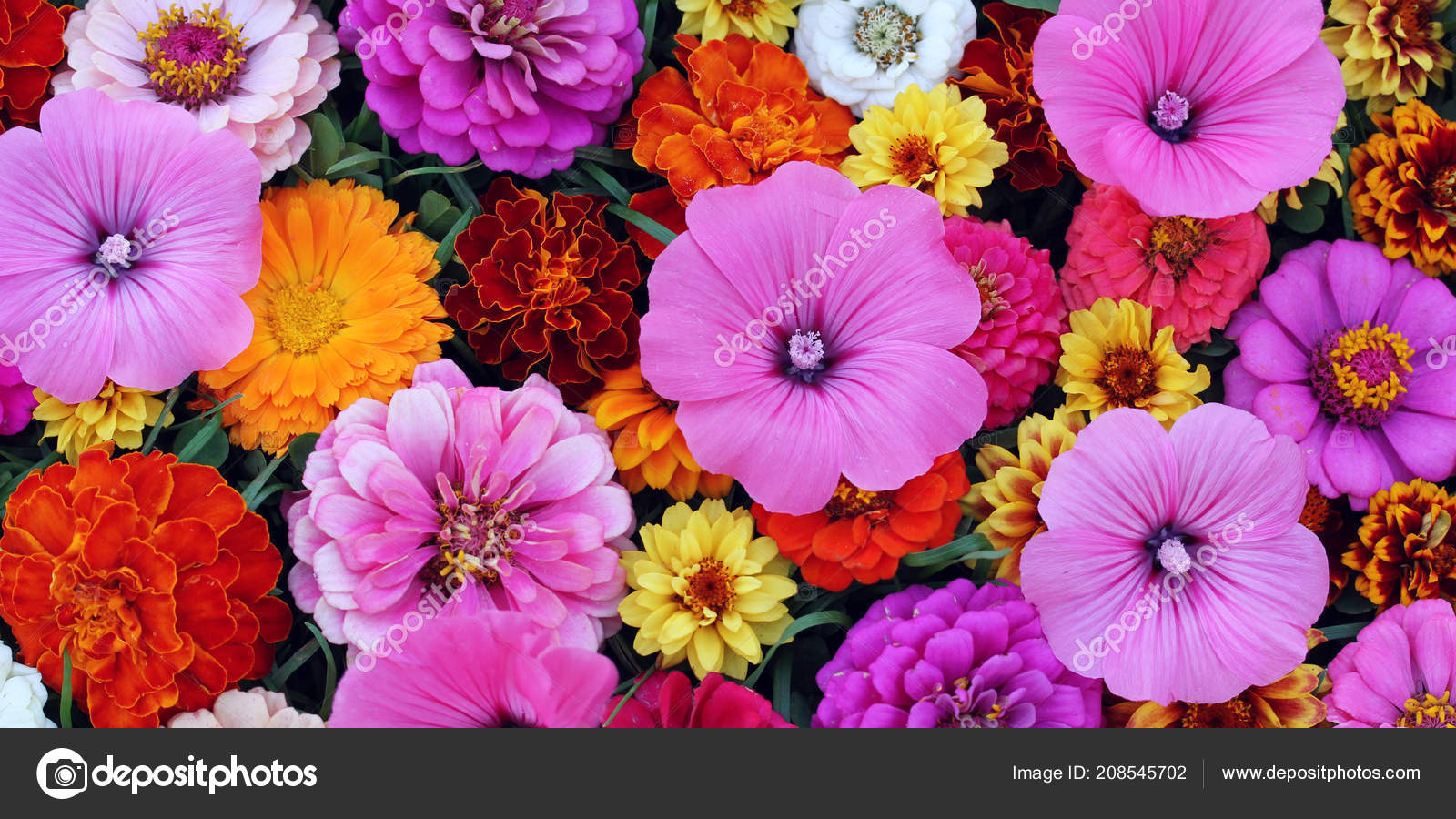 Floral Background Top View Texture Different Garden Flowers Good ...