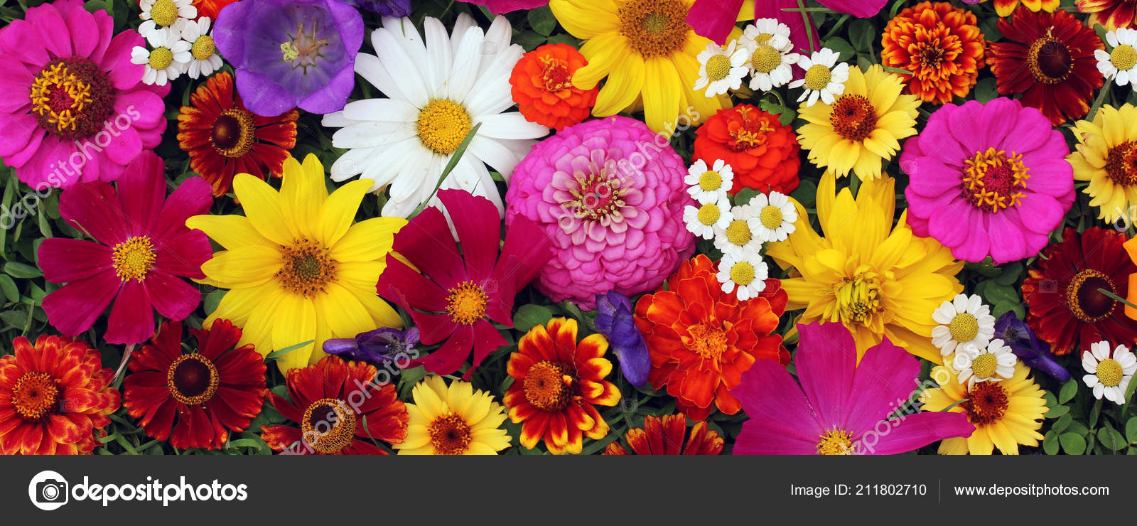 Floral Background Texture Top View Postcard Background Congratulation ...