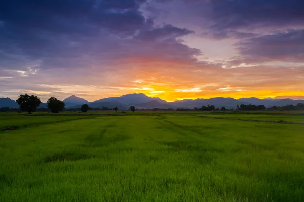Rice field sunset Stock Photos, Royalty Free Rice field sunset Images ...