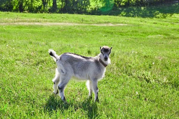Backyard animal Stock Photos, Royalty Free Backyard animal Images ...