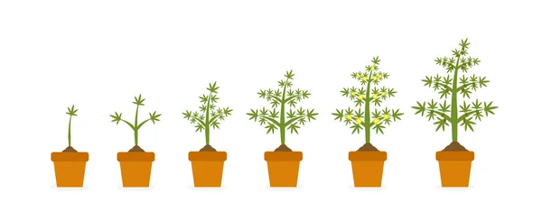 Growth stages of hemp potted plant. Marijuana phases set. Cannabis ...