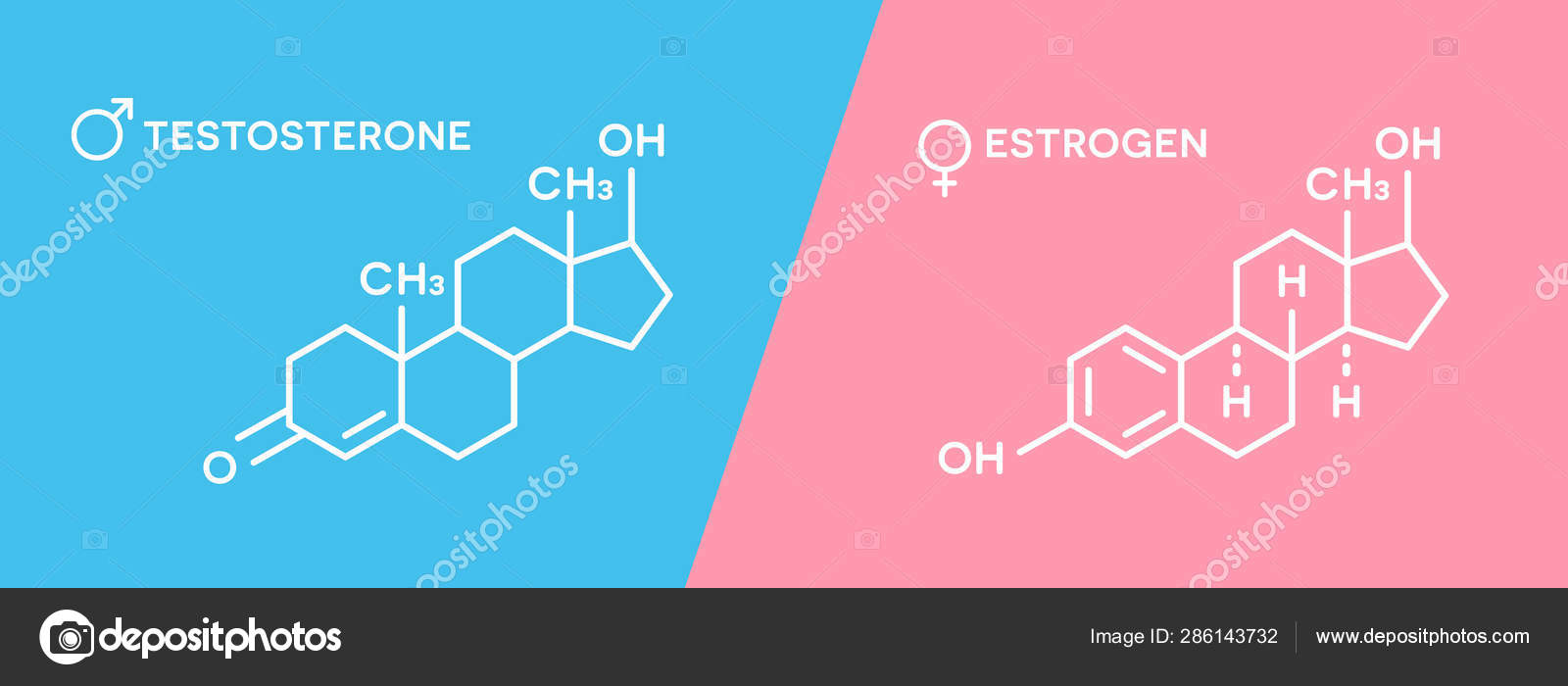 Estrogen and testosterone hormones symbol. Sex hormones molecular ...