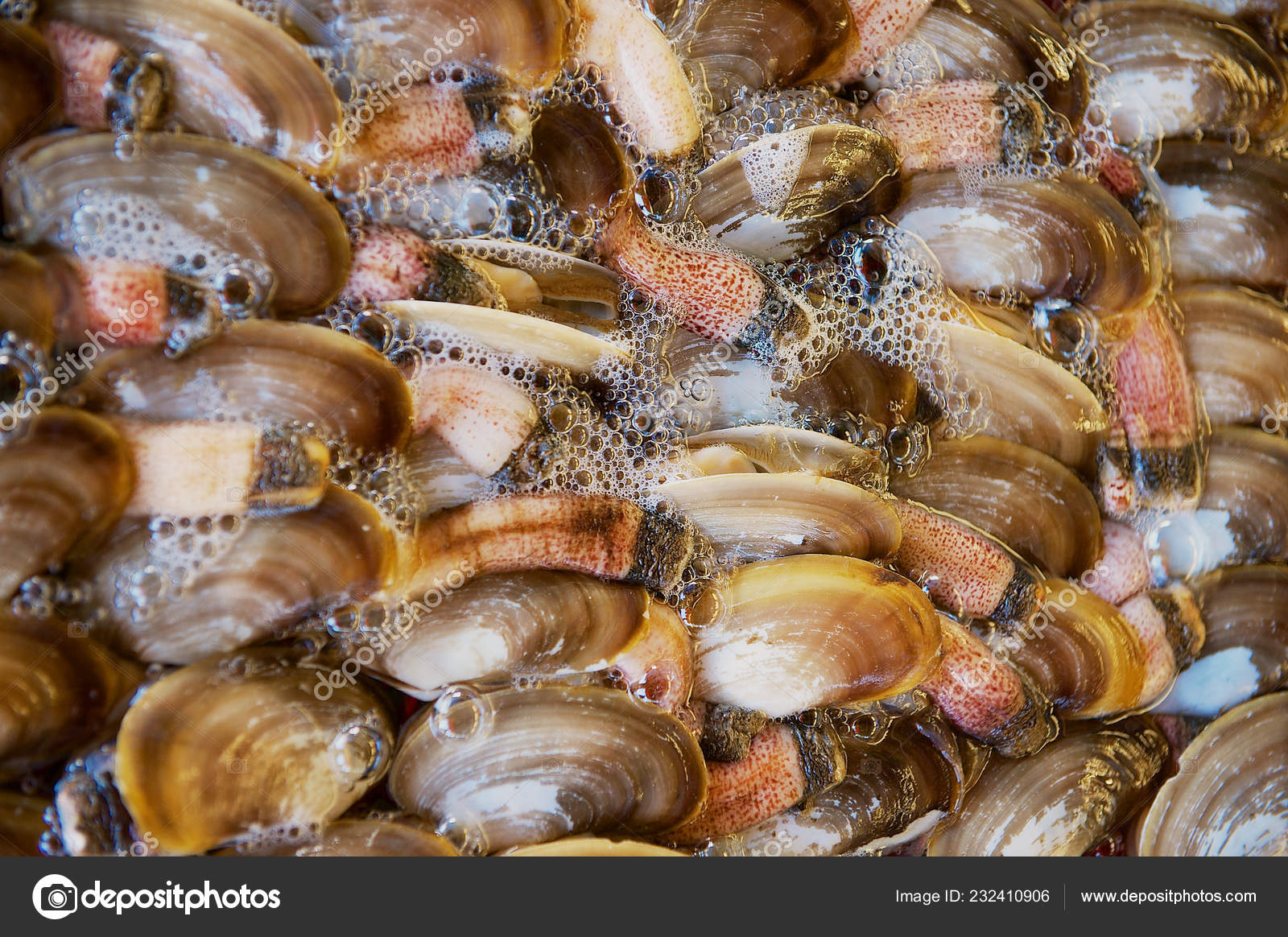 Clam Water Stall Seafood Market Hong Kong China — Stock Photo © dchulov ...