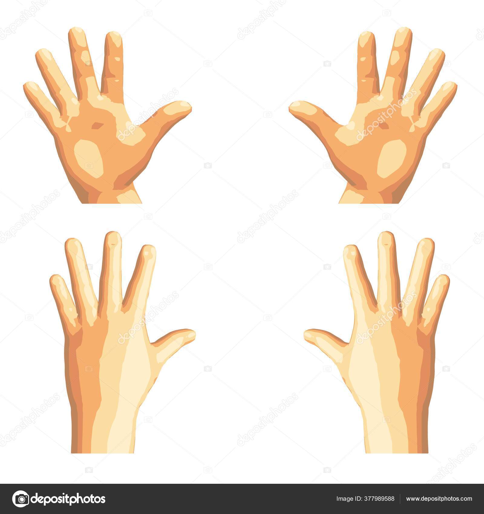 Vector Illustration Set Isolated Realistic Human Hands Showing ...