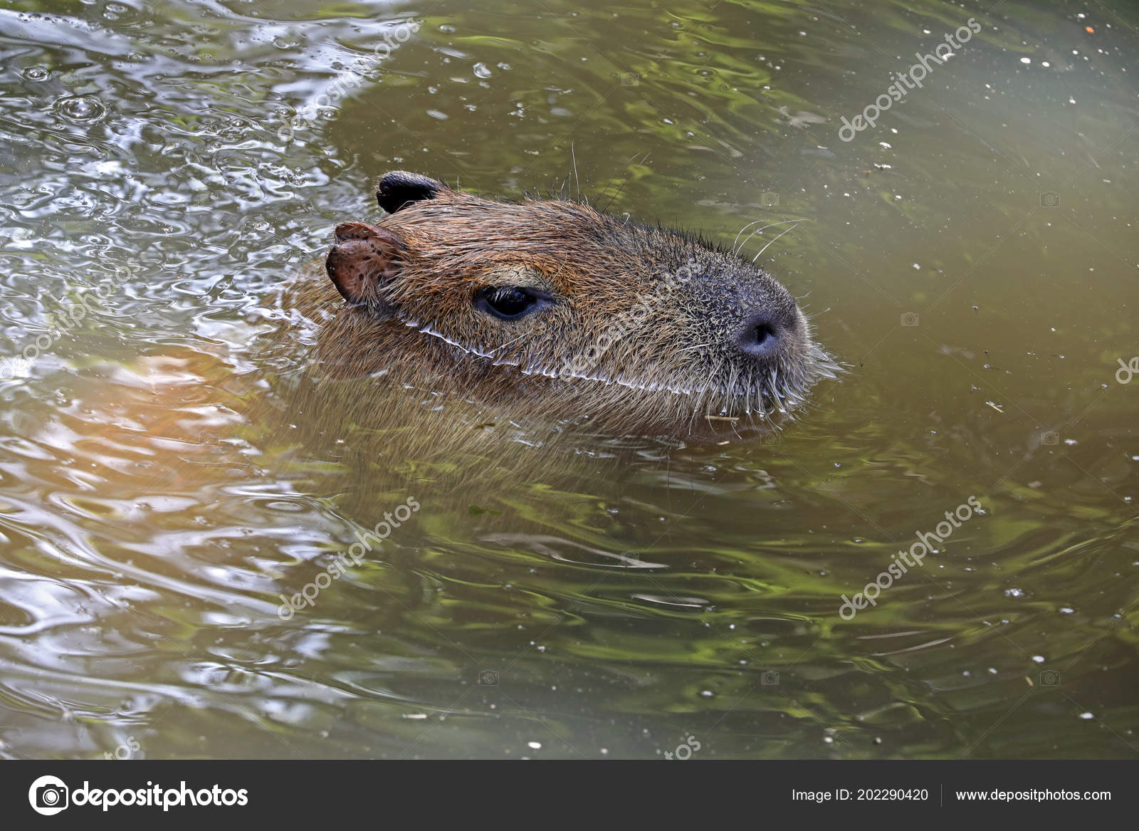 Capybara Swimming
