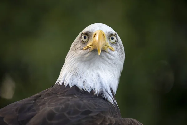 Bald eagle face Stock Photos, Royalty Free Bald eagle face Images ...