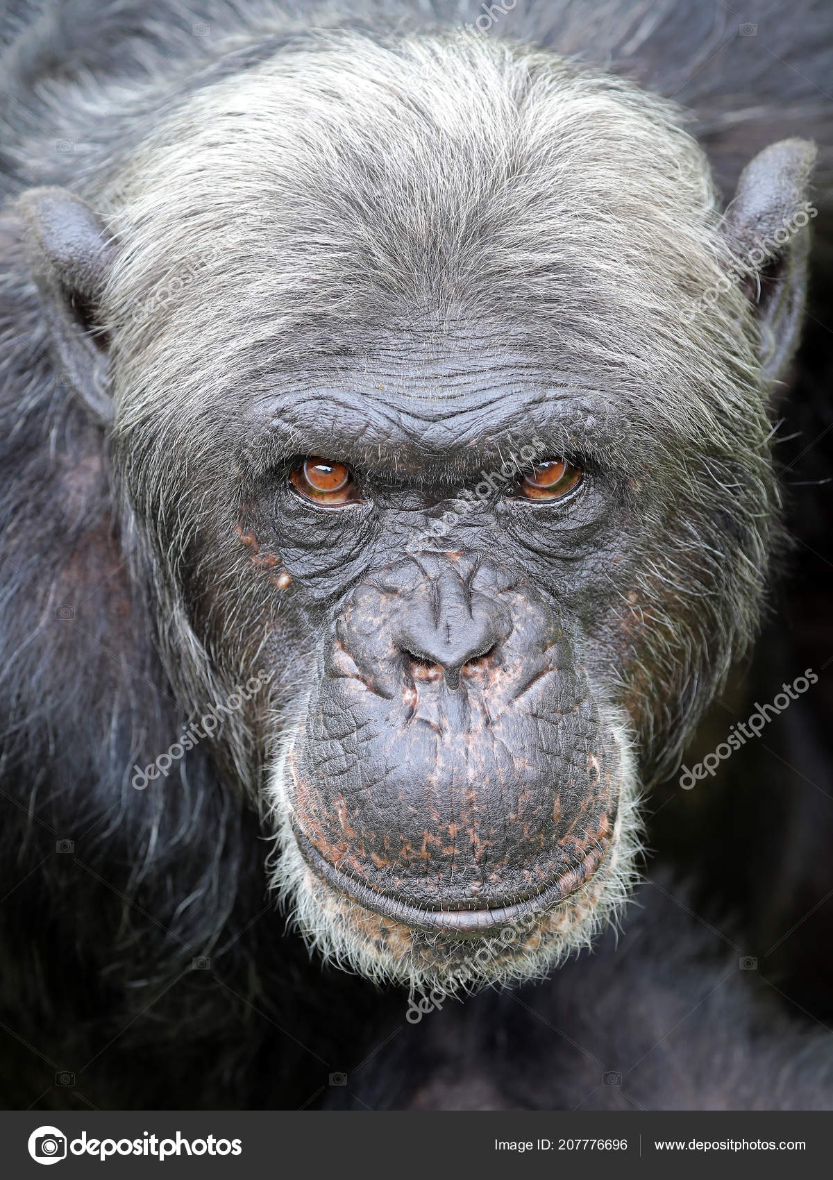 Close Portrait Chimpanzee Natural Habitat Stock Photo by ©EBFoto 207776696