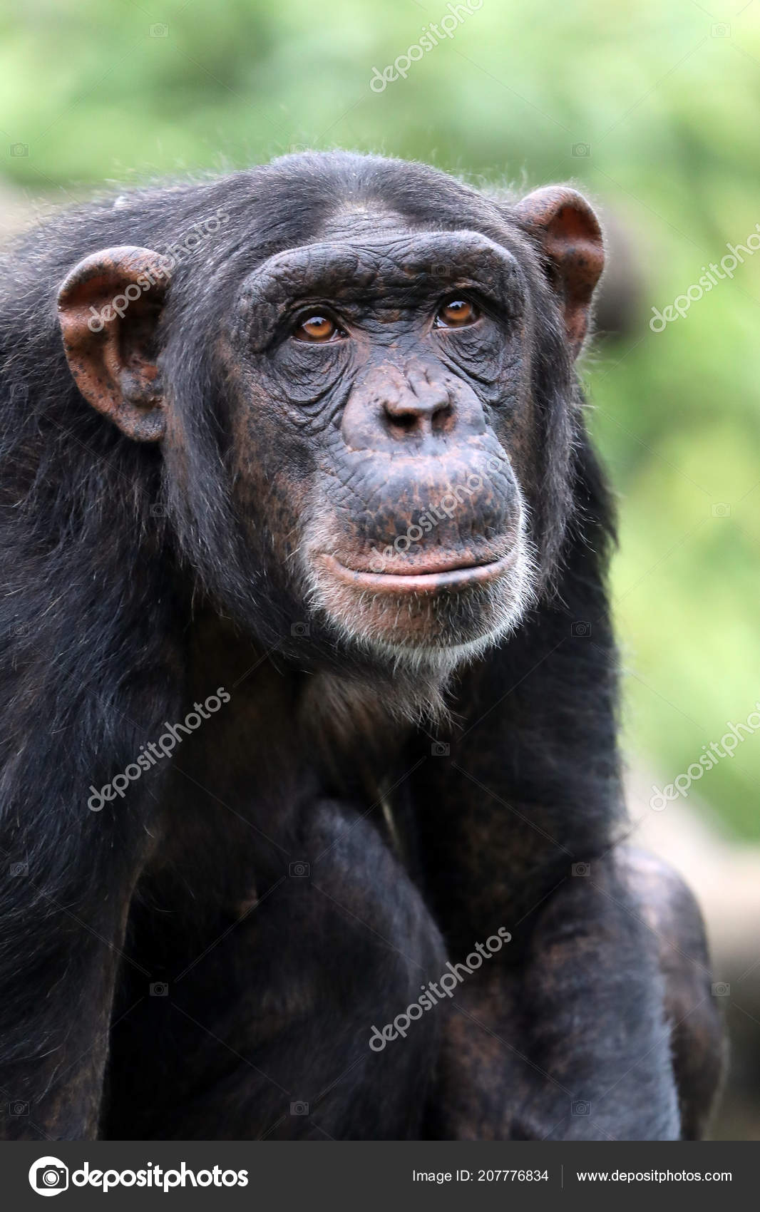Close Portrait Chimpanzee Natural Habitat Stock Photo by ©EBFoto 207776834