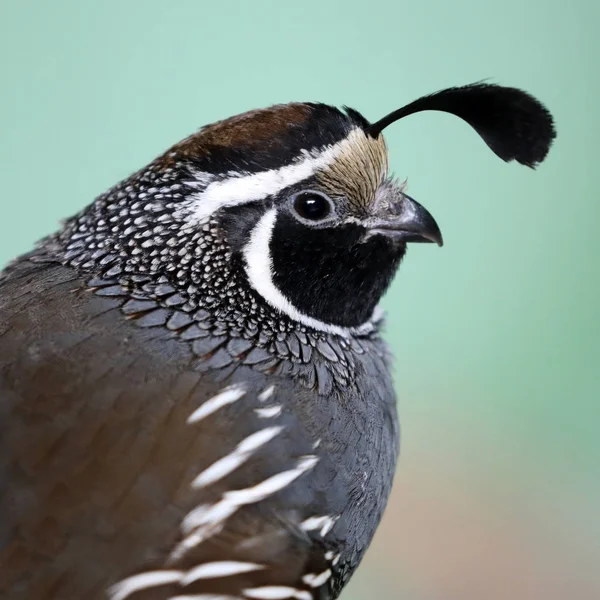 Cute Quail