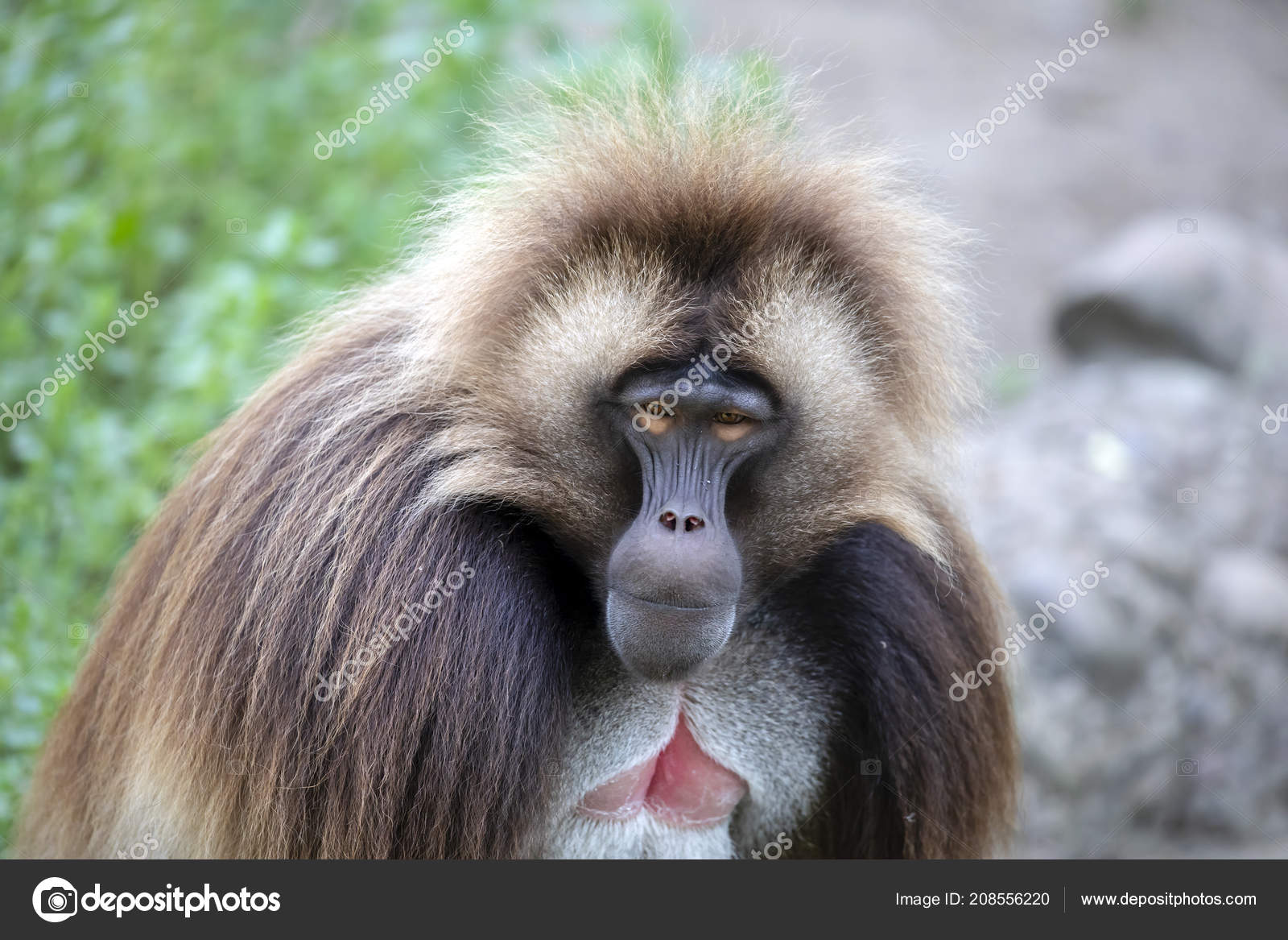 Portrait Male Bleeding Heart Monkey — Stock Photo © EBFoto #208556220