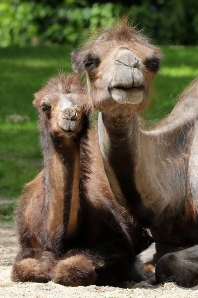 Camel children Stock Photos, Royalty Free Camel children Images ...