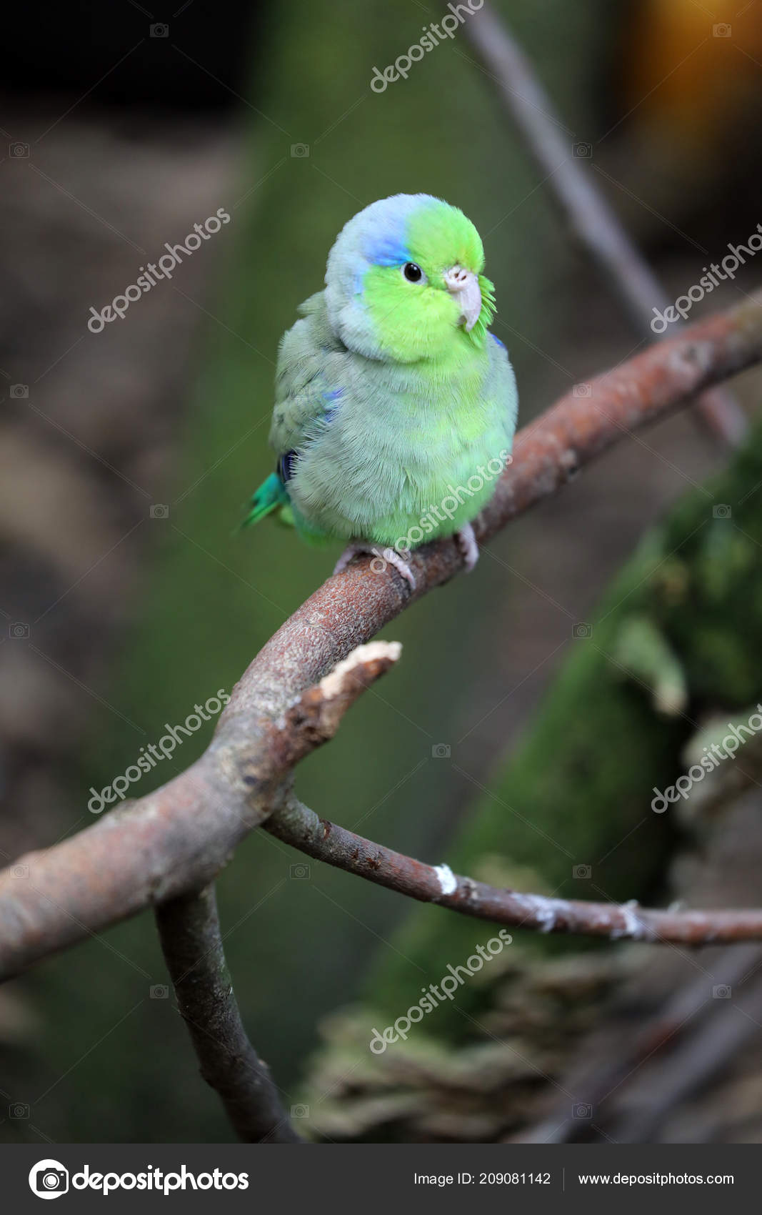 Cute Green Parakeet