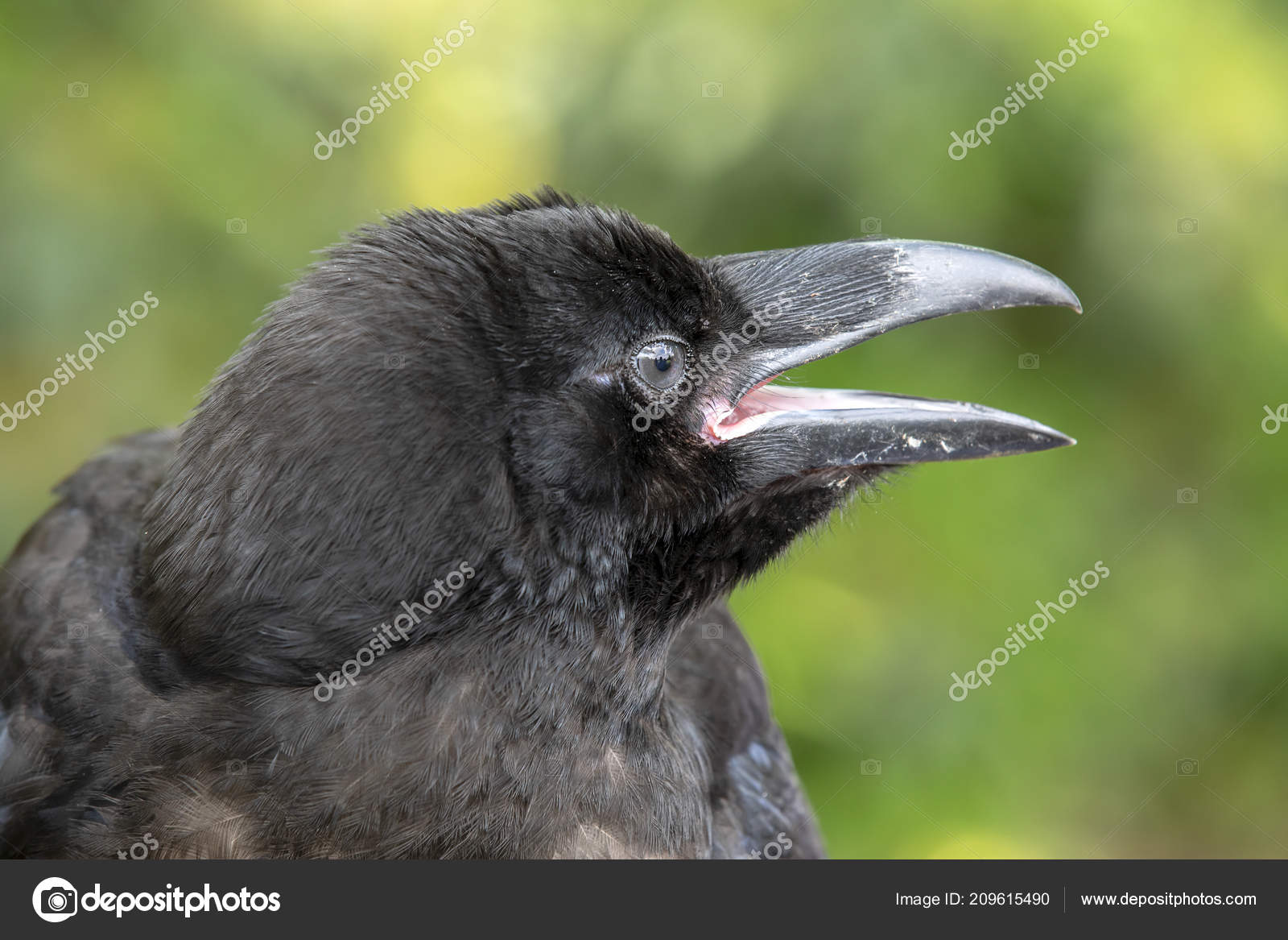 Raven Close Portrait Natural Habitat — Stock Photo © EBFoto #209615490