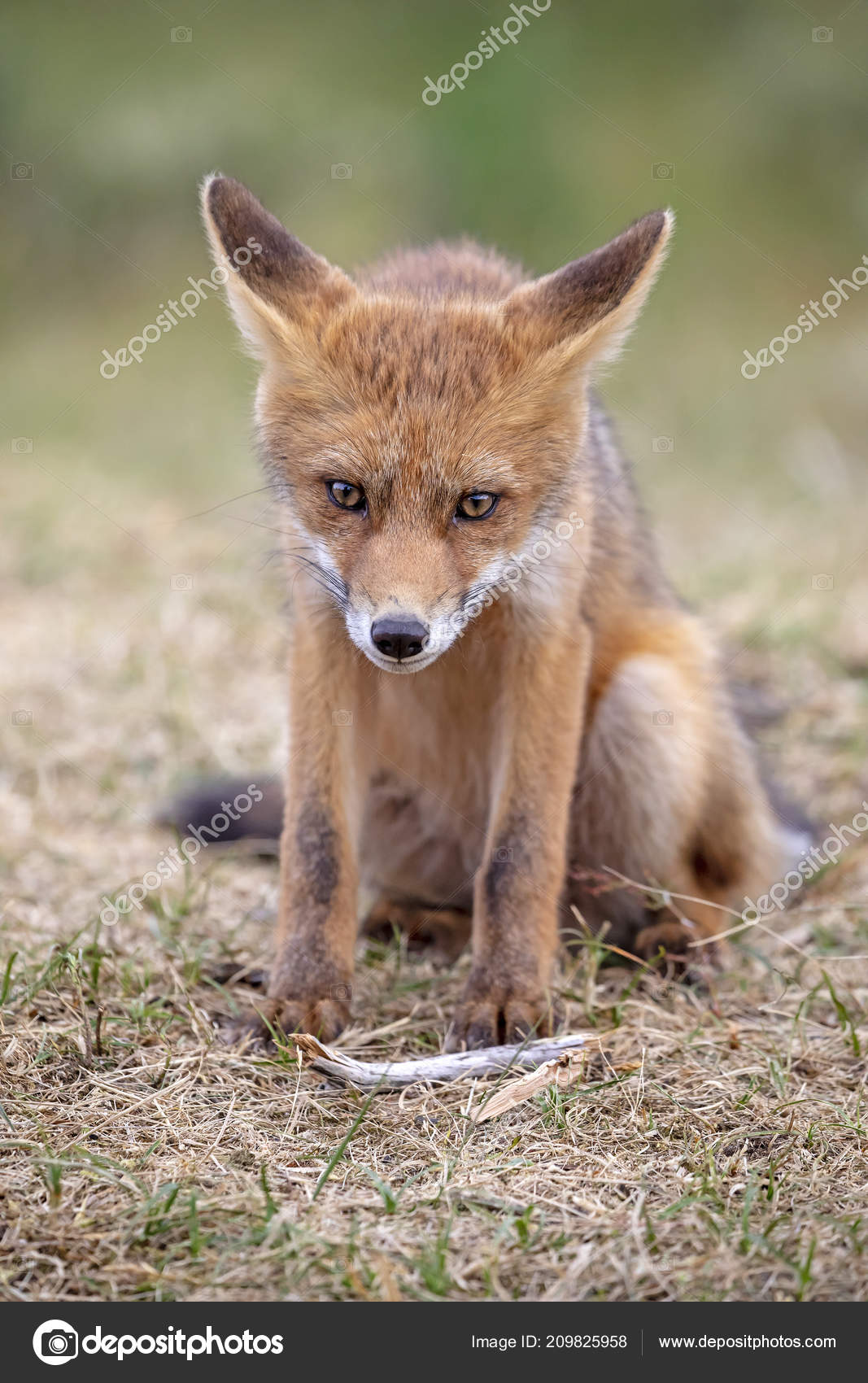 Cute Red Fox Natural Habitat Stock Photo by ©EBFoto 209825958