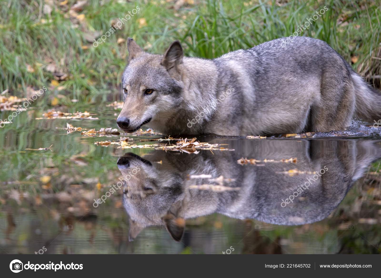 Photos: amazing wildlife | Grey Wolf Water Amazing Wildlife — Stock ...