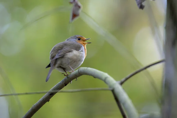 Singing Robin bird sitting on twig - Stock Image - Everypixel