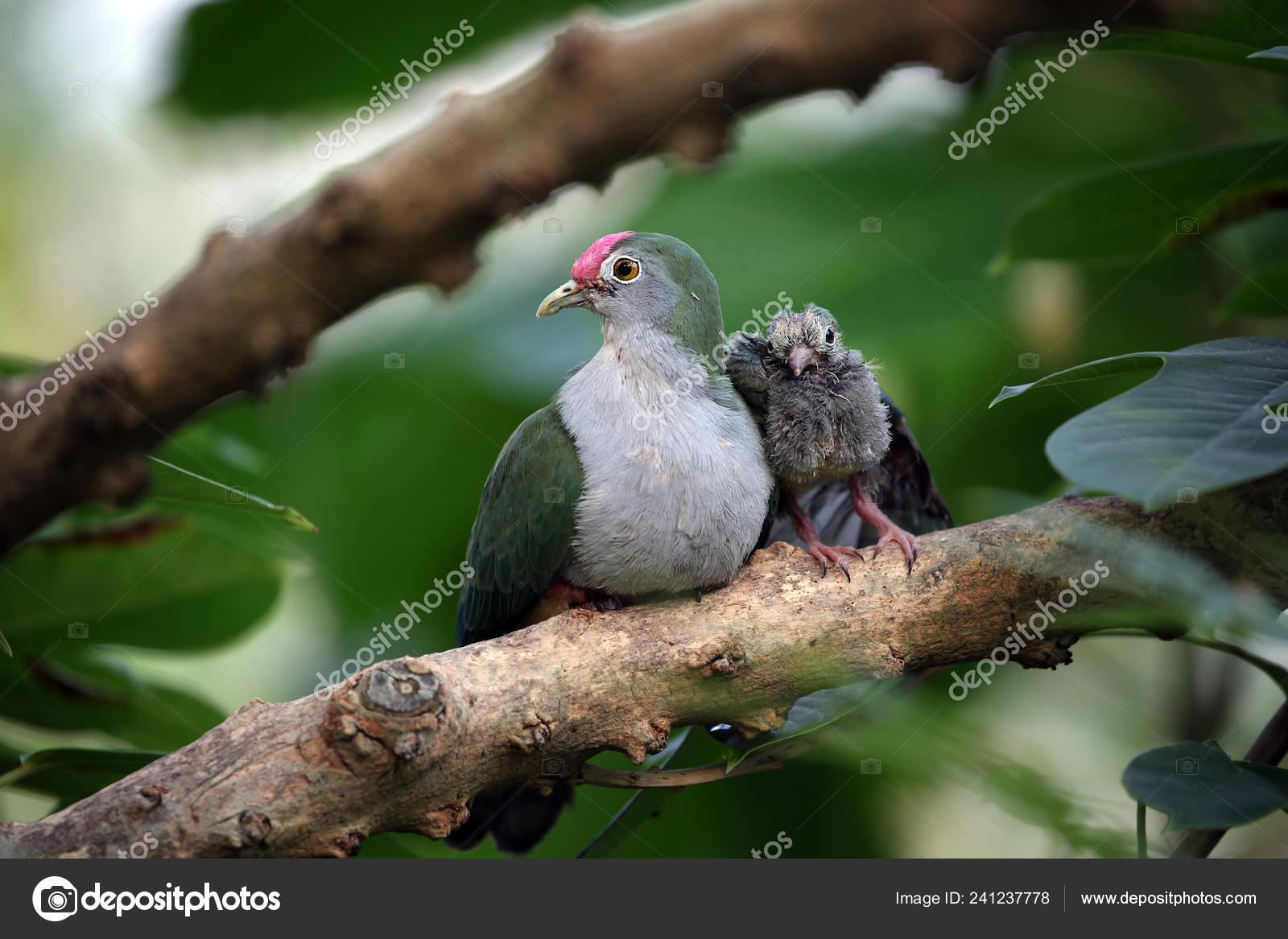 Beautiful Fruit Dove Birds Perching Branch Stock Photo by ©EBFoto 241237778