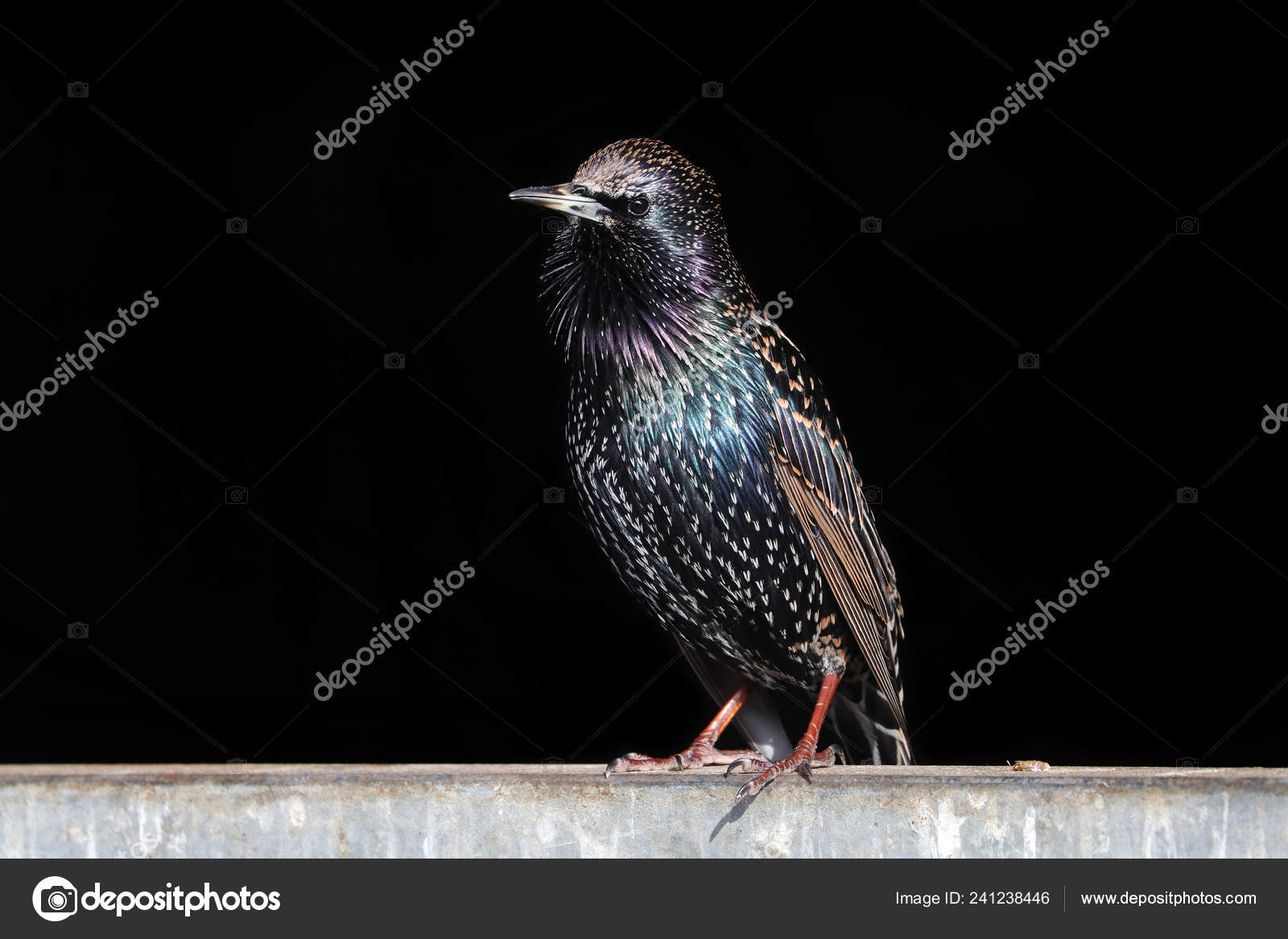 Common starling bird Stock Photo by ©EBFoto 241238446