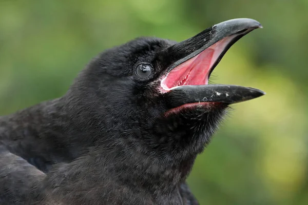 Crow screaming Stock Photos, Royalty Free Crow screaming Images ...
