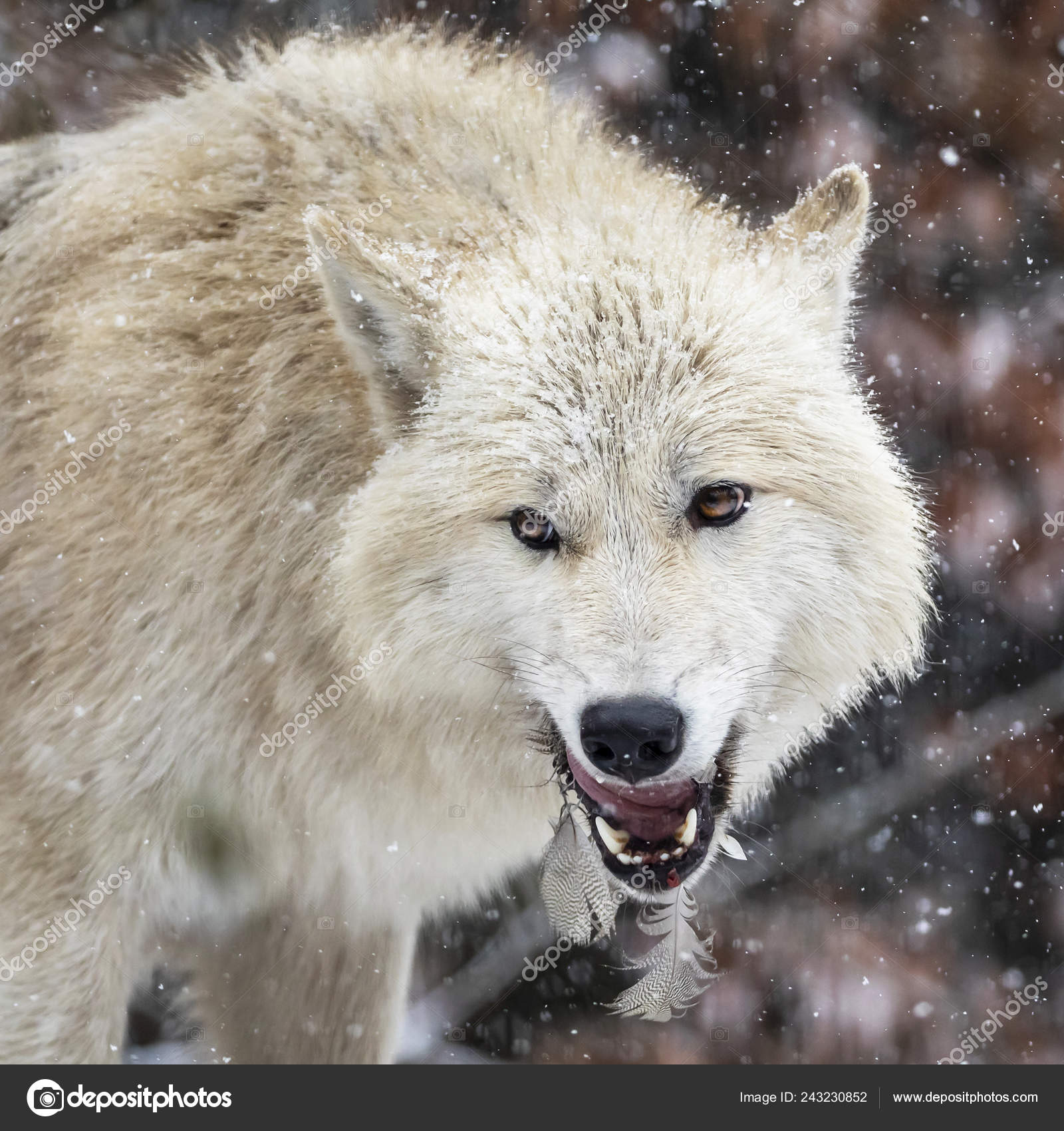 Angry Wolf Side View