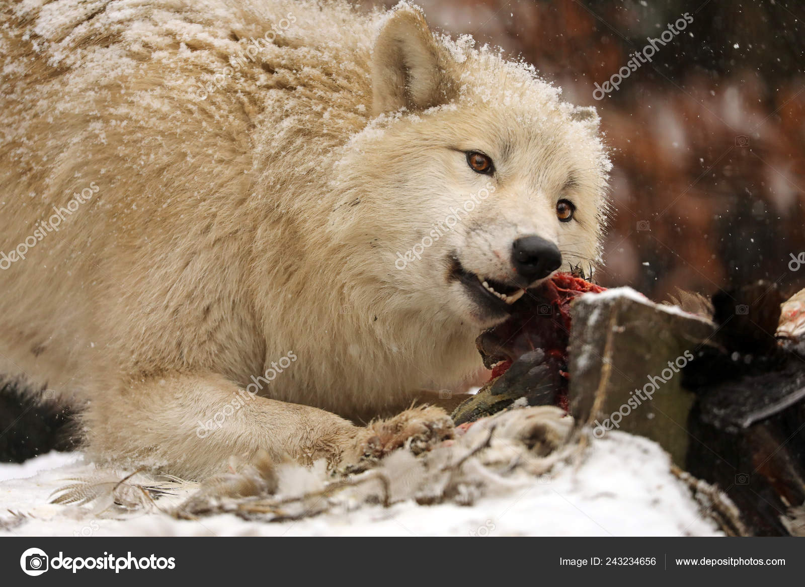 Wolf Animal Eating