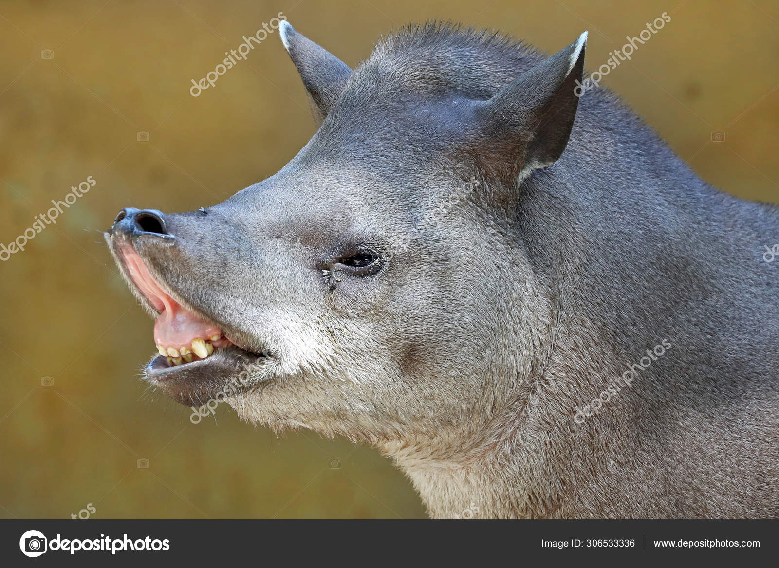 Tapir Smile