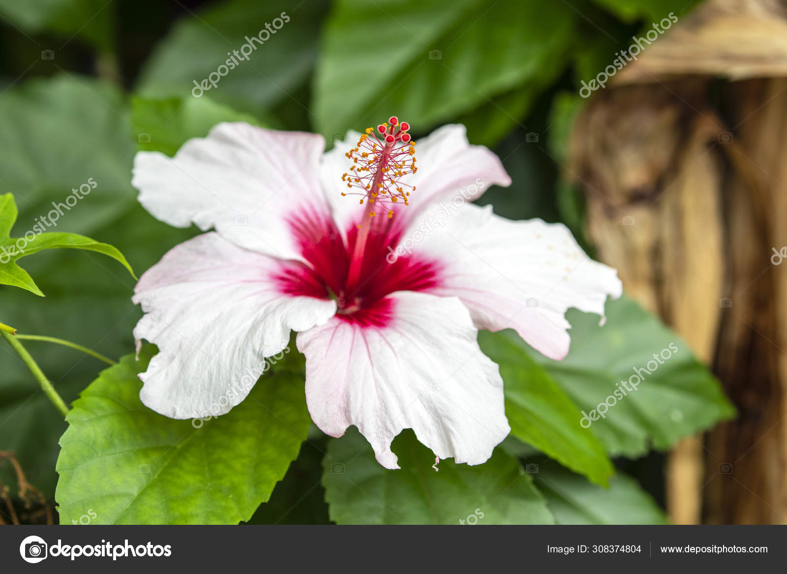 Hibiscus Up Close