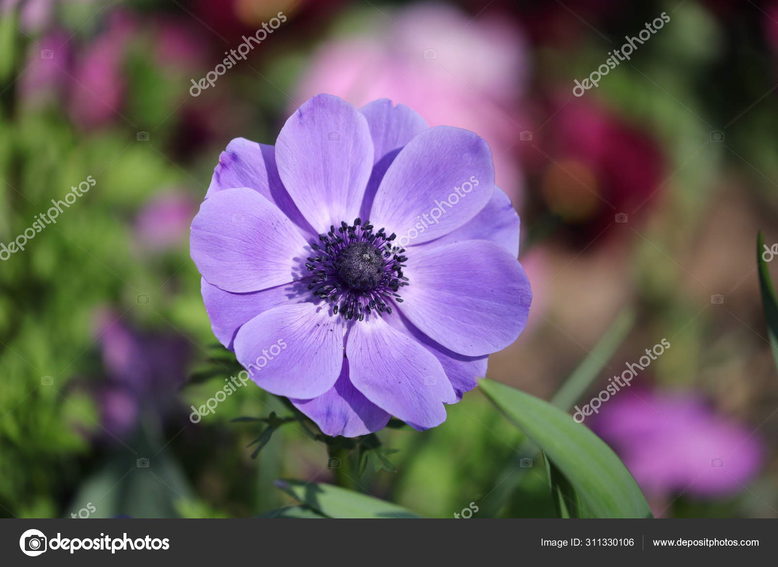 Purple Anemone Flower