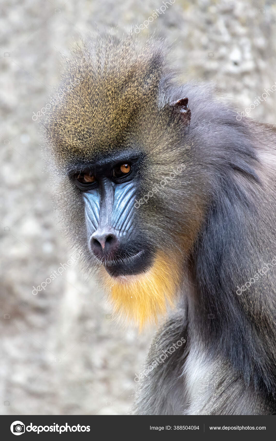 Angry Mandrill Face