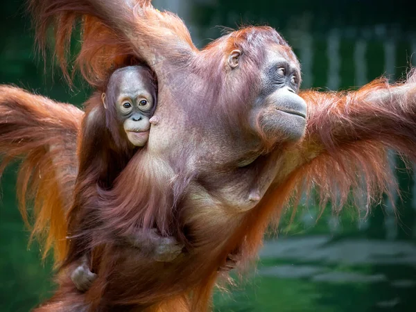 Bornean Orangutan Pongo Pygmaeus Close Portrait Background Stock Photo ...