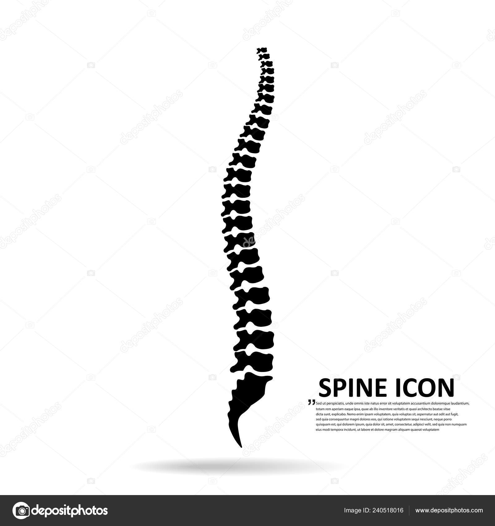 Spine Vector