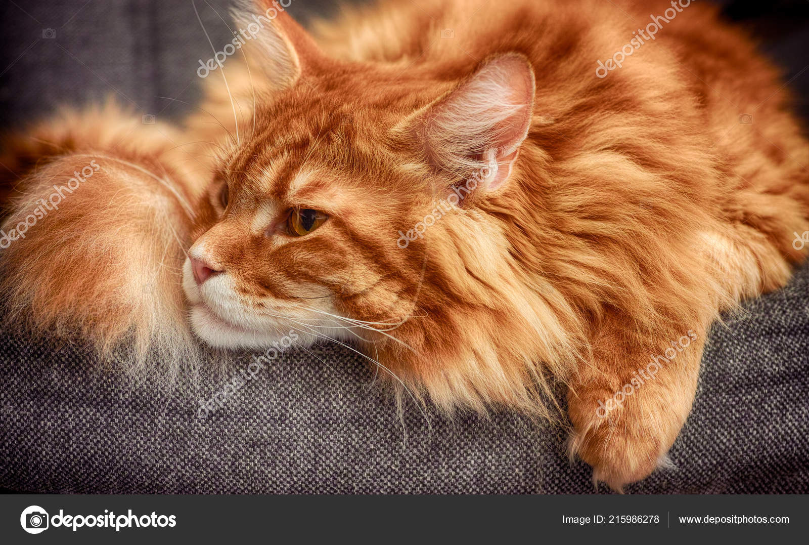 Red Maine Coon Kittens