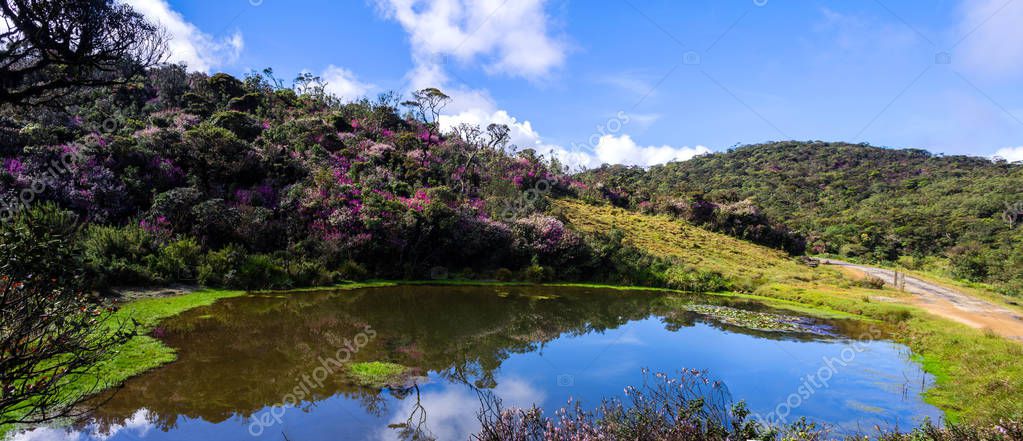 Horton Plains National Park, Sri Lanka cuando florece la flor de Nelu ...