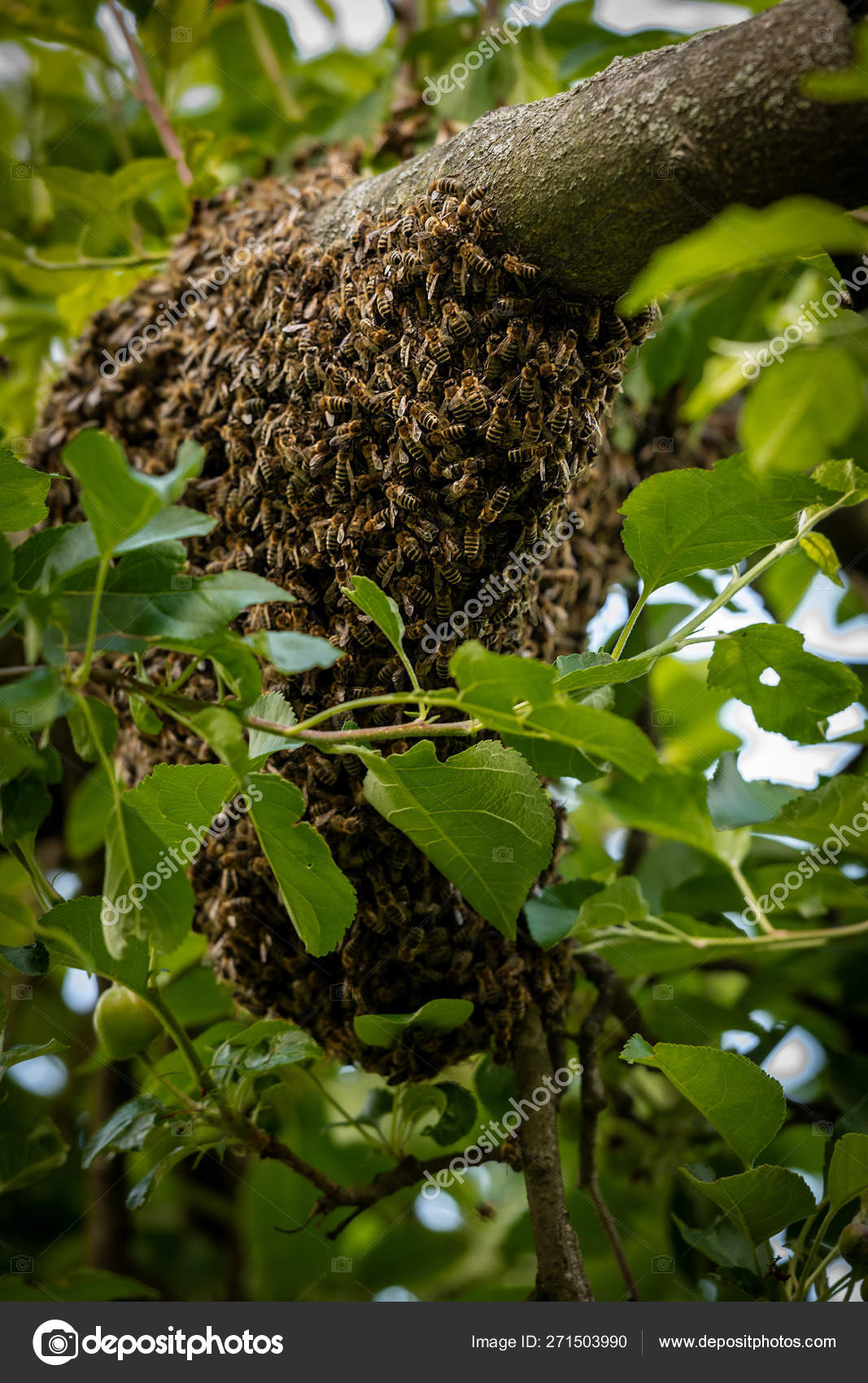 Beekeeping Escaped Bees Swarm Nesting Tree Apiary Background Swarm ...