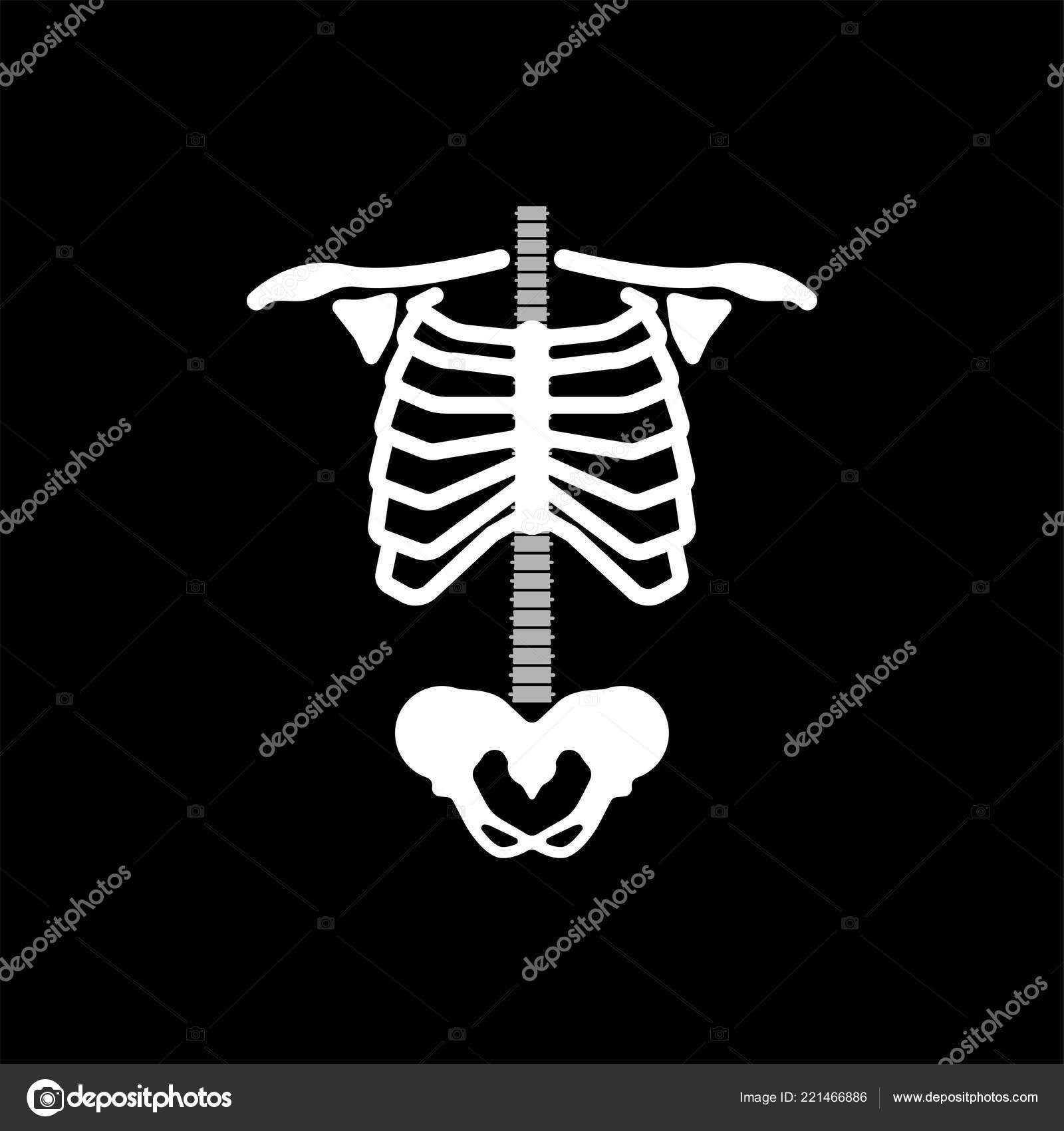 Rib Cage Ribs Spine Hip Bone Skeleton Anatomy Human Skeletal Stock ...