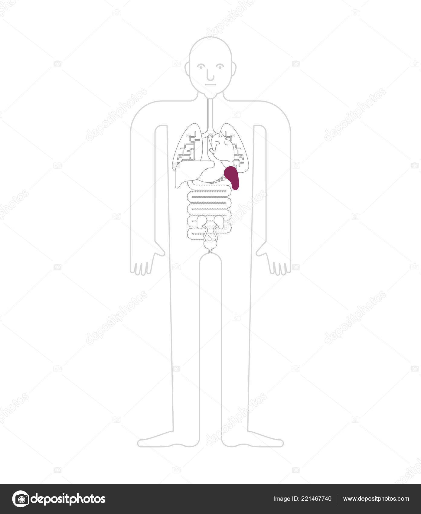 Slezina Lidské Anatomie Vnitřní Orgány Trávicího Traktu Systémy Člověk ...