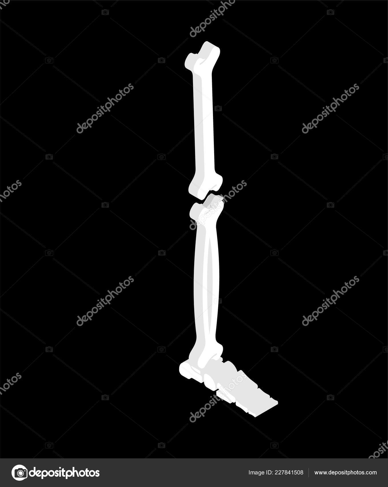 Perna Óssea Isométrica Isolada Anatomia Dos Ossos Sistema Esqueleto ...
