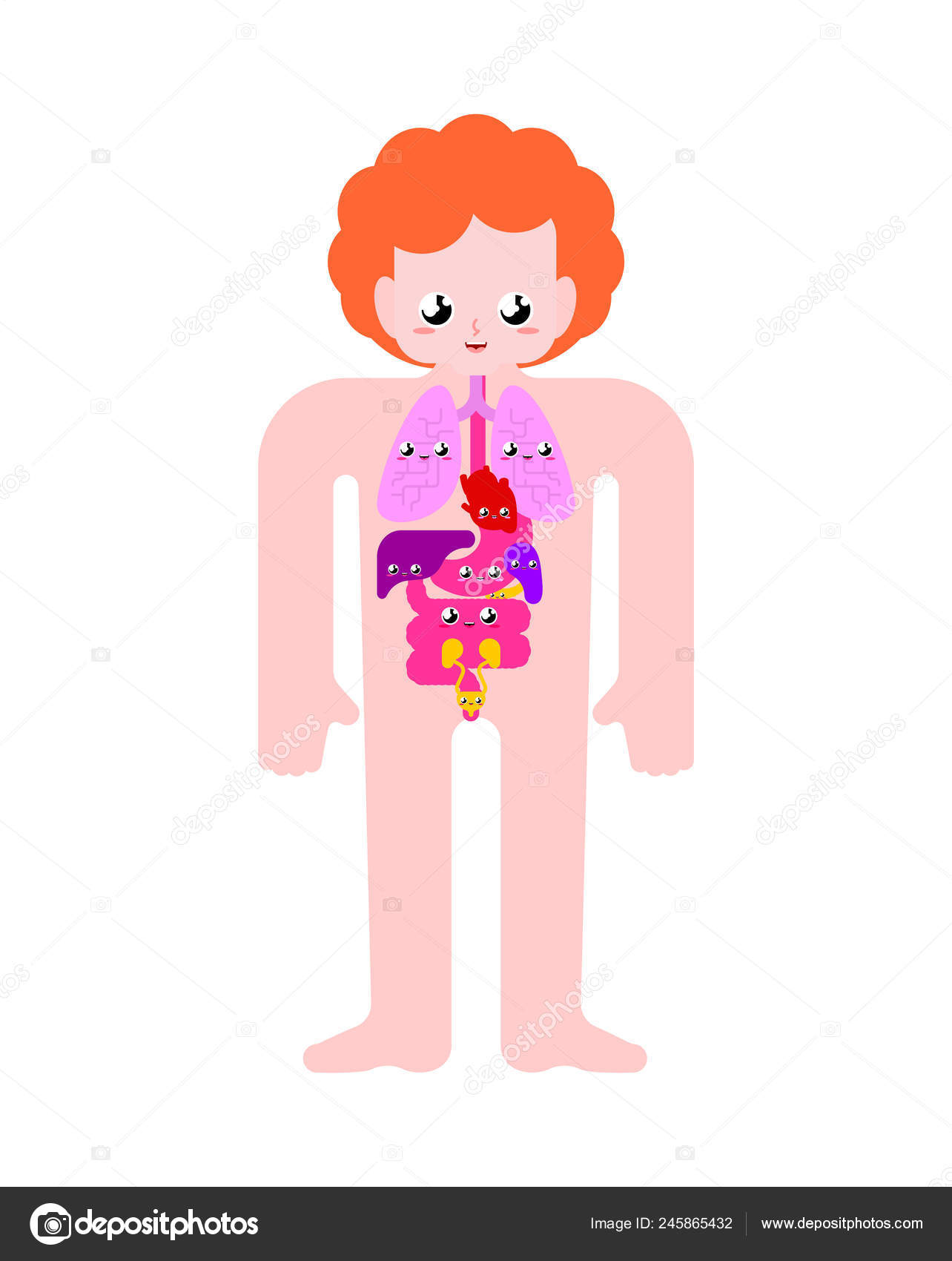 Cute Human Anatomy Organs Internal Cartoon Style Systems Man Body Stock ...