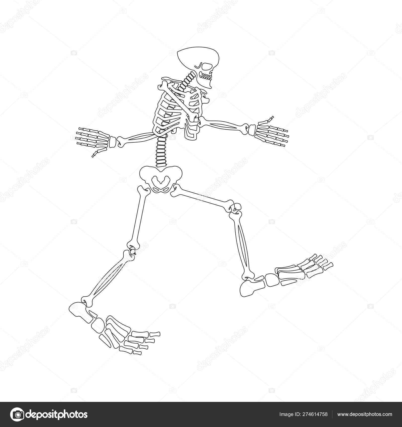 Gigantopithecus Skjelett Legenden Om BigFoot | Boutique New York