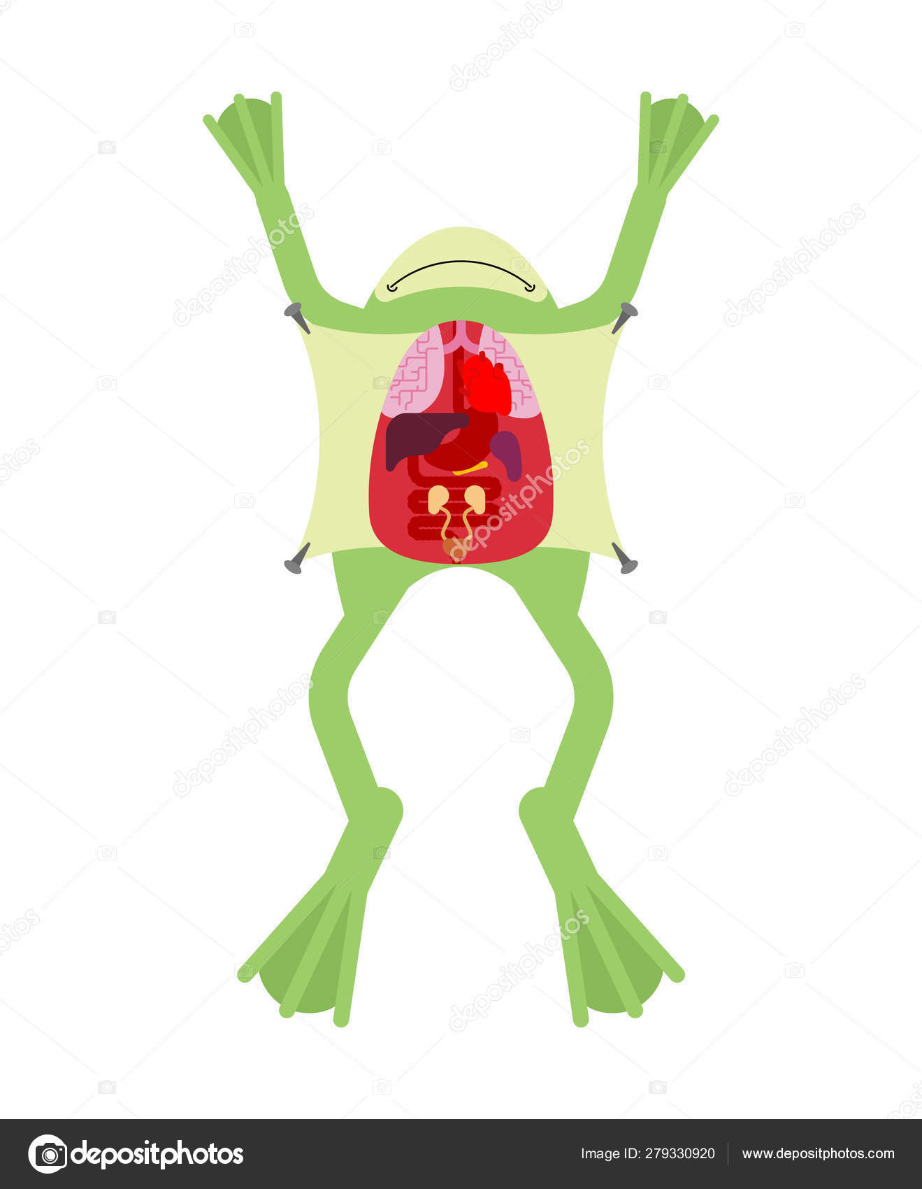 Anatomy frog. Internal organs of toad. Amphibian preparation Stock ...