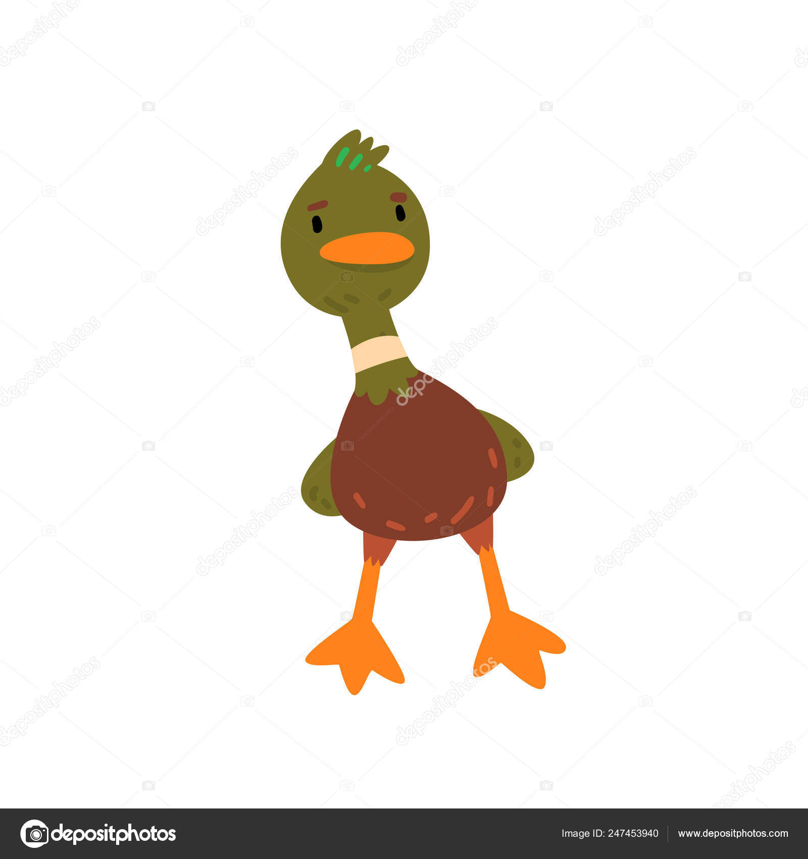 Male Mallard Duck, Cute Funny Duckling Cartoon Character Front View ...