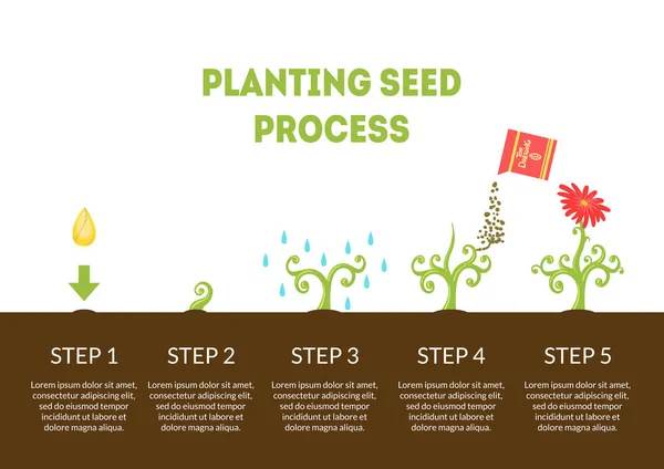 Planting Seed Process Banner, Stages of Growth of Plant from Seed ...