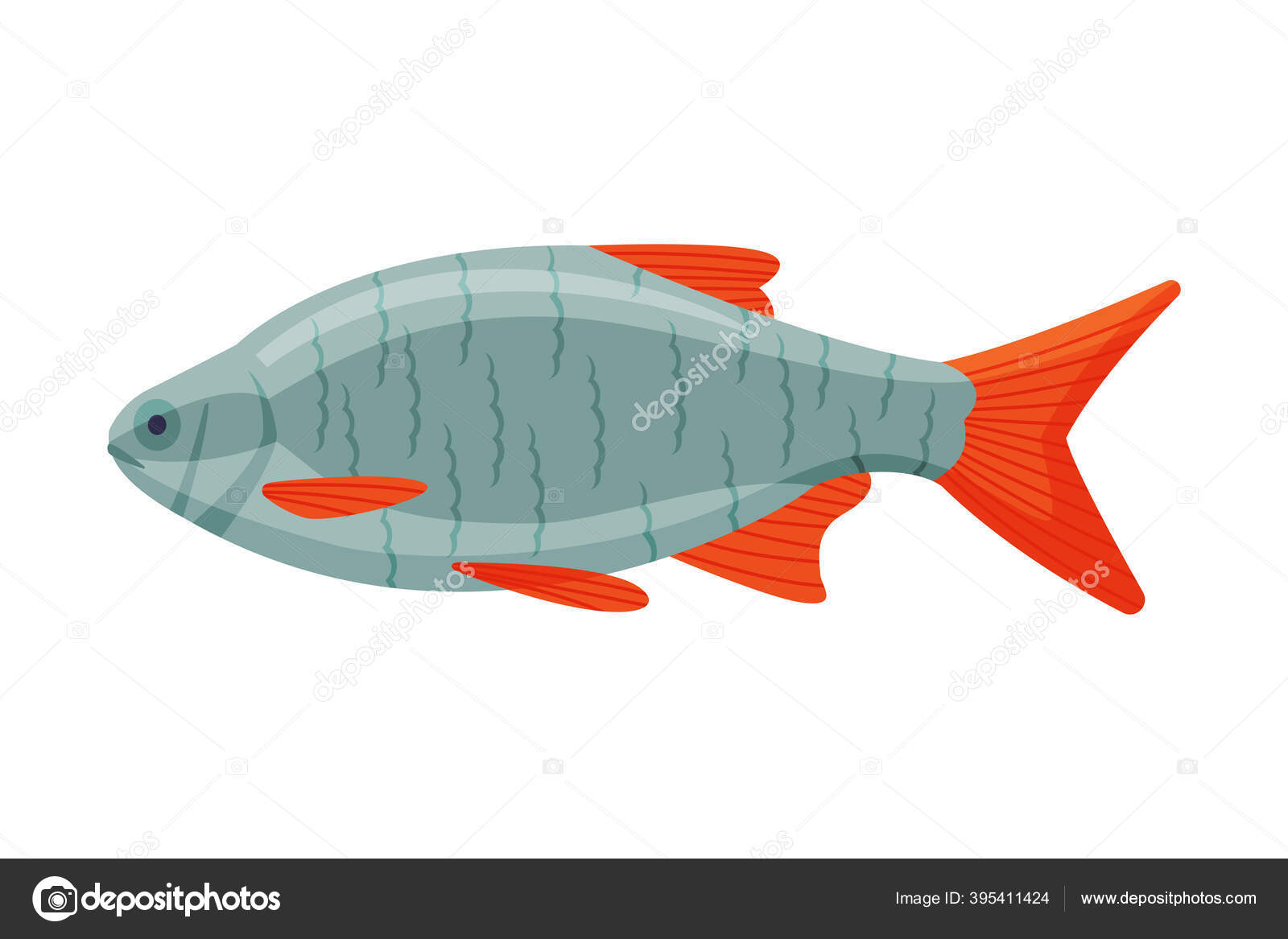 Roachfish Freshwater Fish, Fresh Aquatic Fish Species Cartoon Vector ...